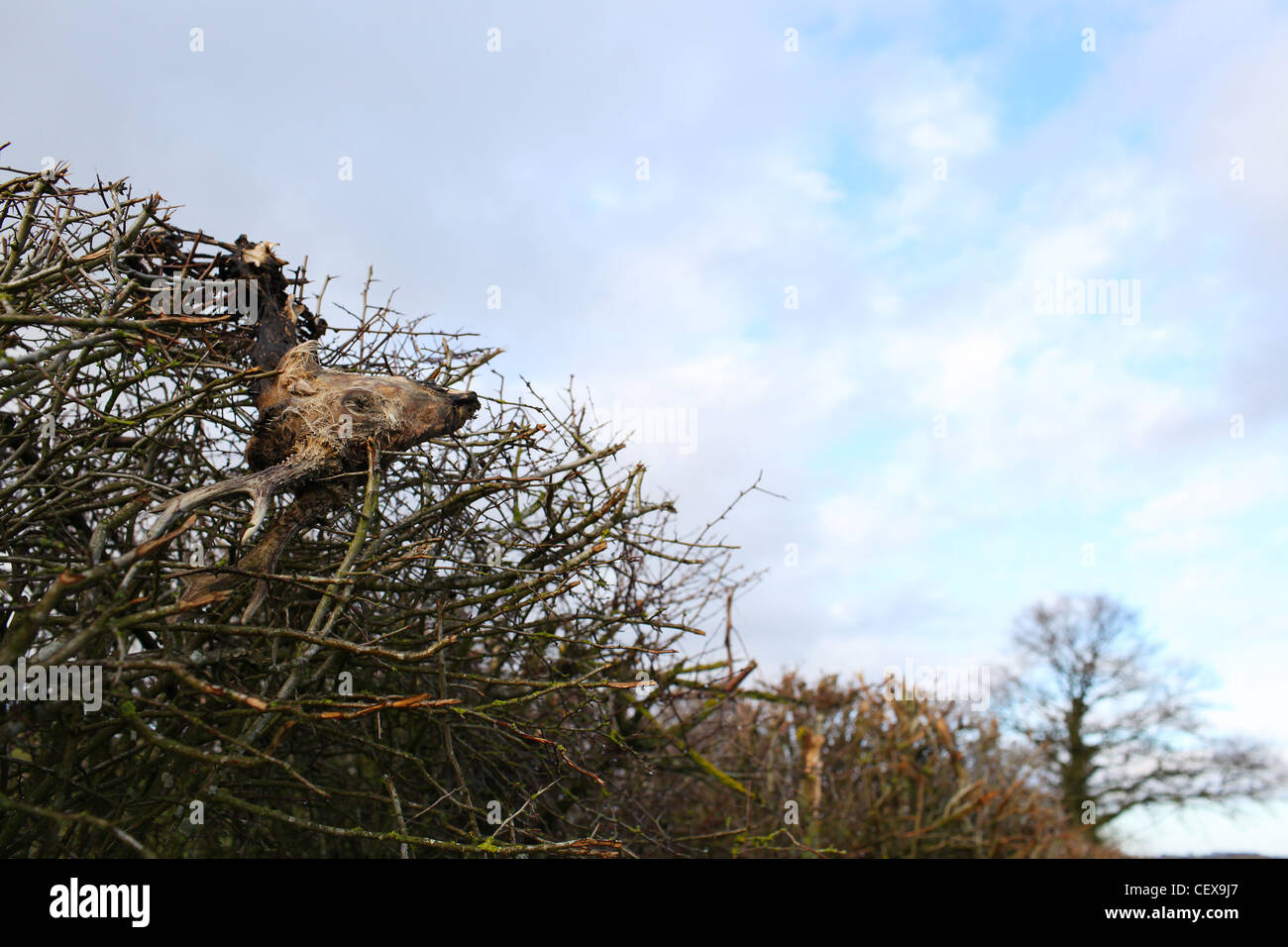 Deer Head on hedge Stock Photo - Alamy