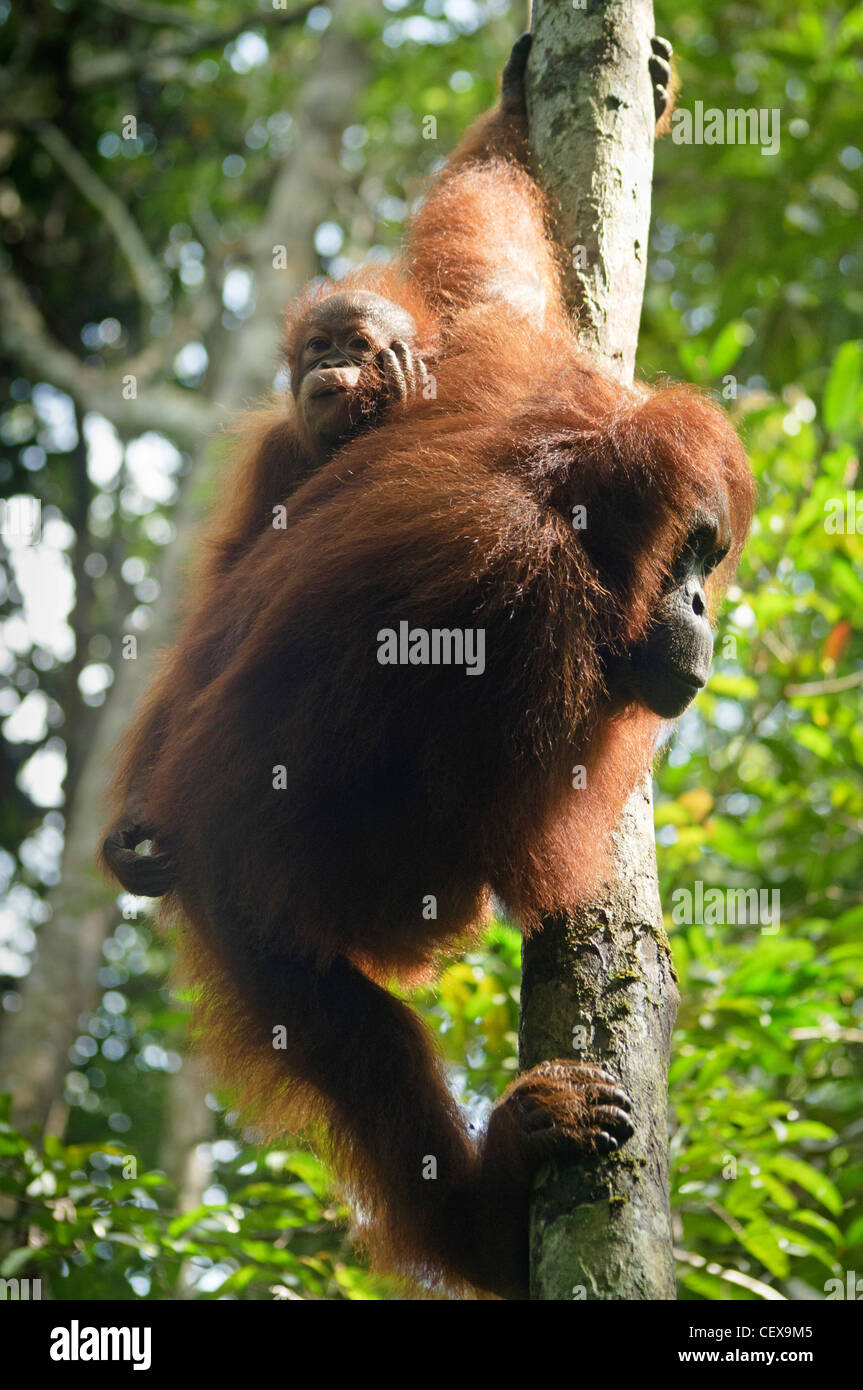 juvenile and mother orangutan (Pongo pygmaeus/Pongo abelii) in Sarawak ...