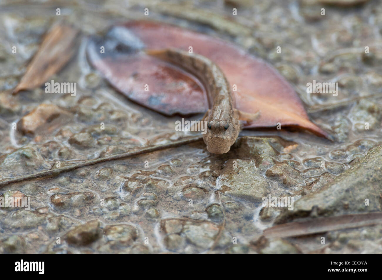 Common Mudskipper (Periophthalmus Modestus), Hong Kong mangrove forest ...