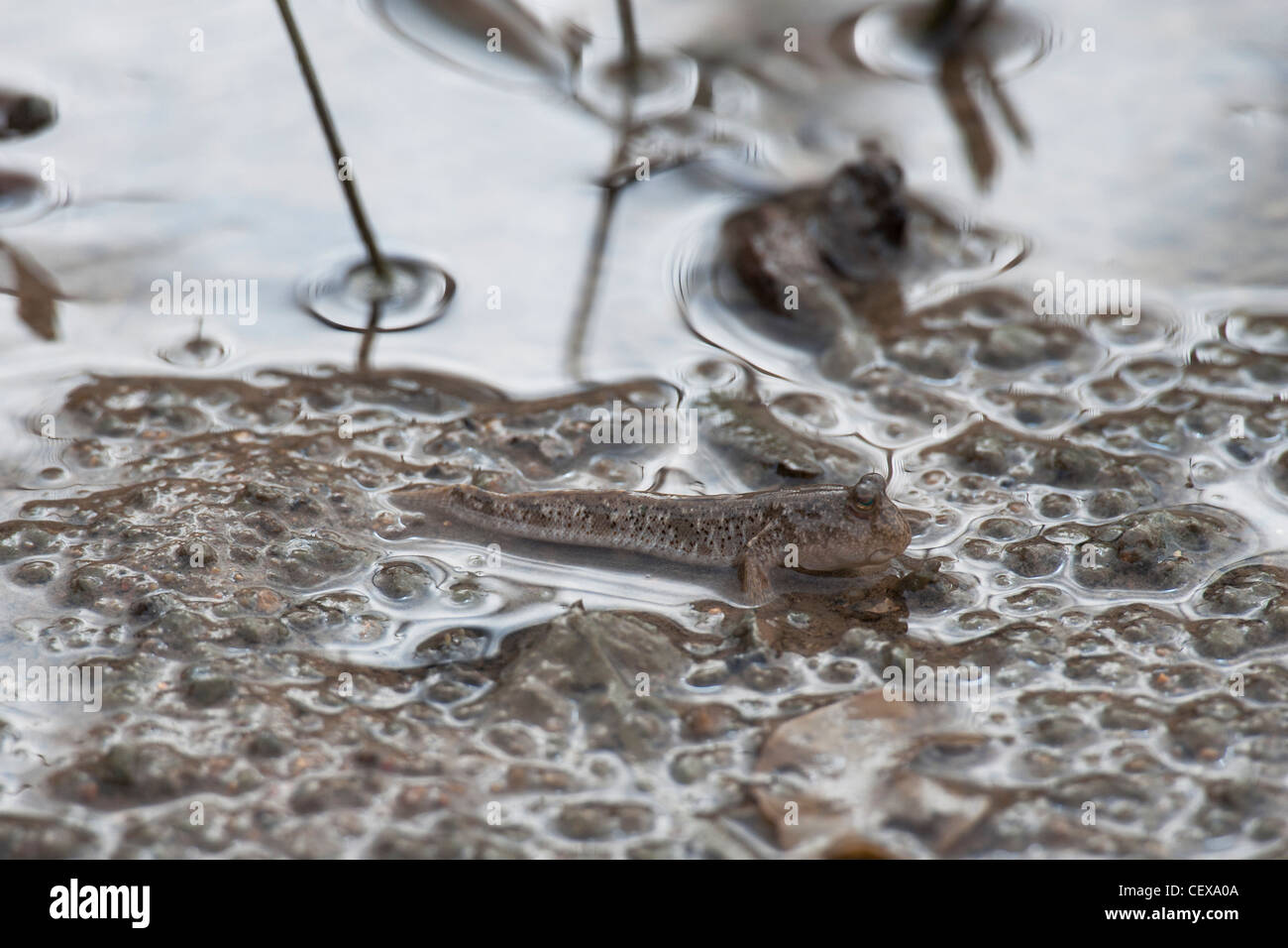 Common Mudskipper (Periophthalmus Modestus), Hong Kong mangrove forest ...