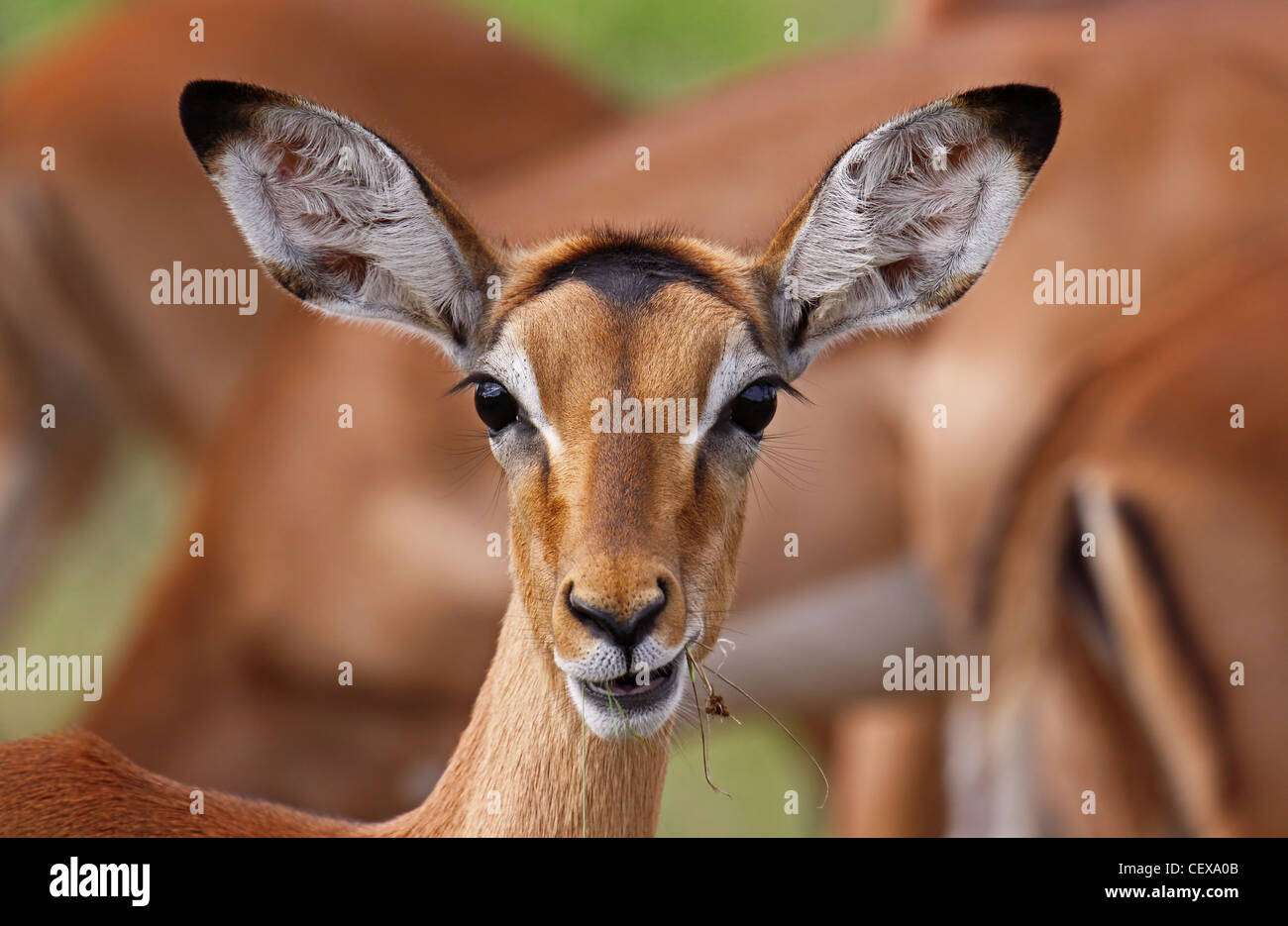 Impala eating hi-res stock photography and images - Alamy