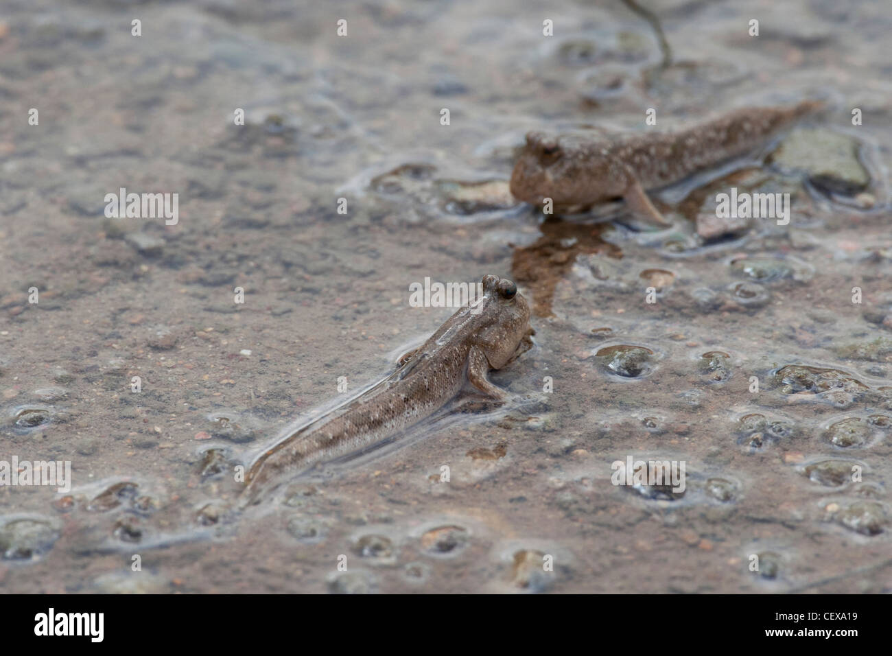 Common mudskippers hi-res stock photography and images - Alamy