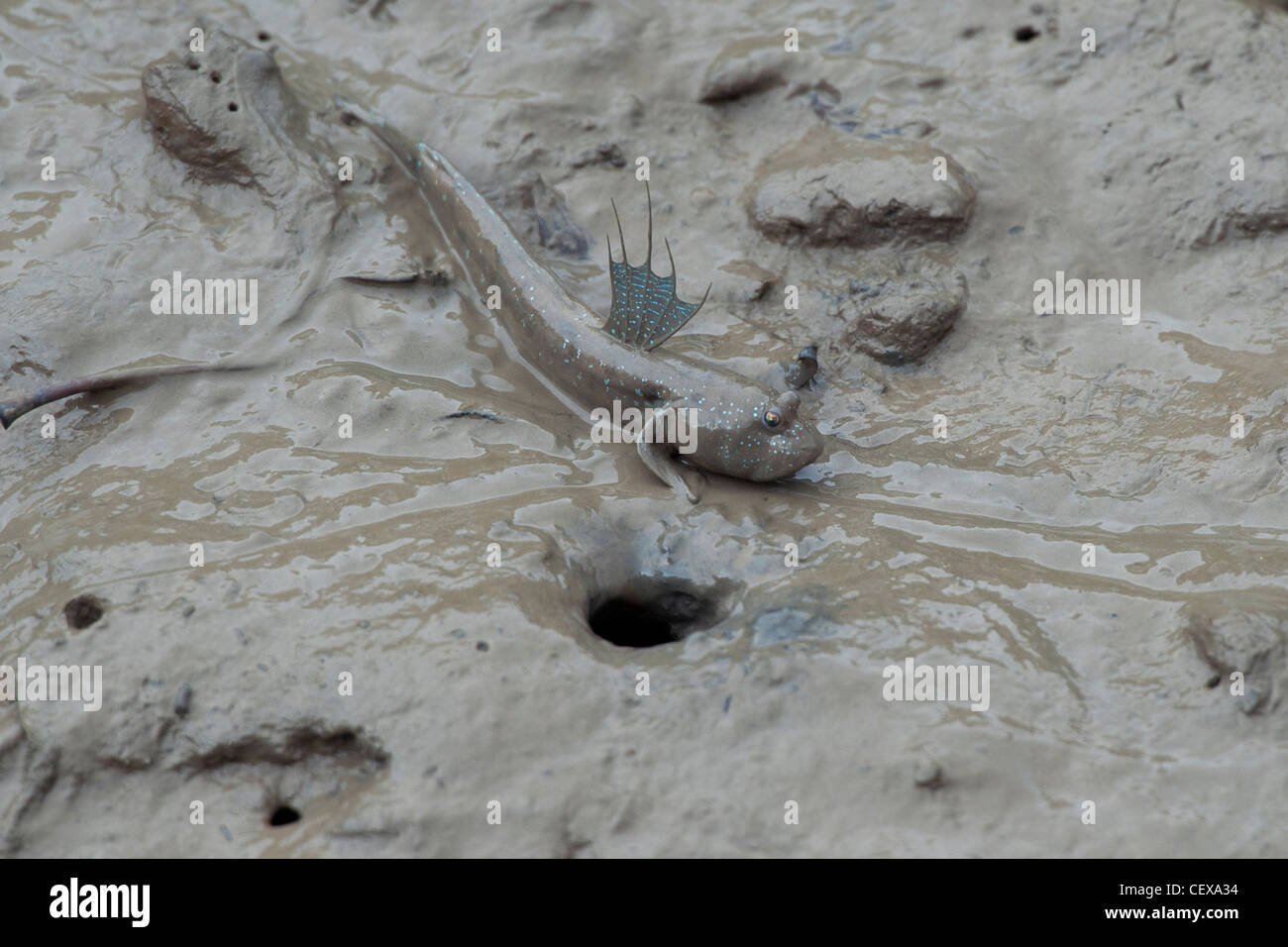 Blue Spotted Mudskipper Blue Spotted Mudskipper Live At Mudflat In
