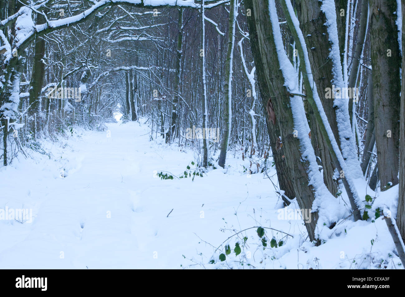 Kent christmas forest hi-res stock photography and images - Alamy