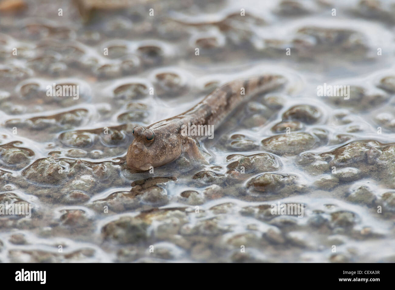 Mudskipper mangrove hi-res stock photography and images - Alamy