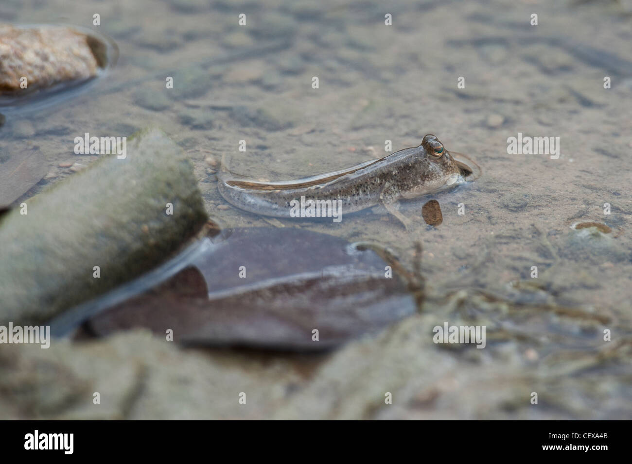 Common Mudskipper (Periophthalmus Modestus), Hong Kong mangrove forest ...