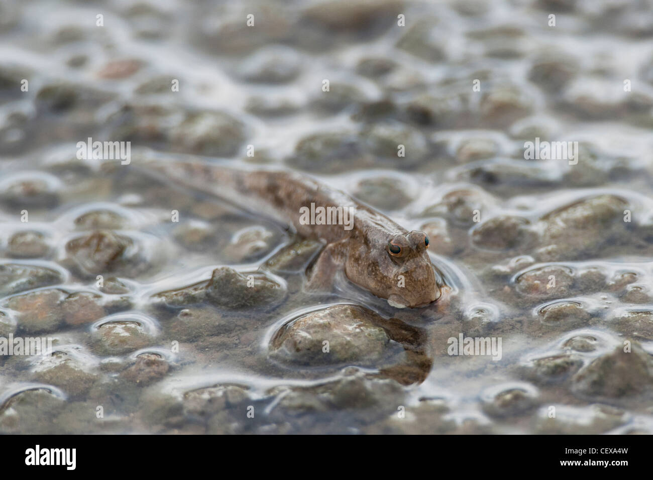 Common Mudskipper (Periophthalmus Modestus), Hong Kong mangrove forest ...