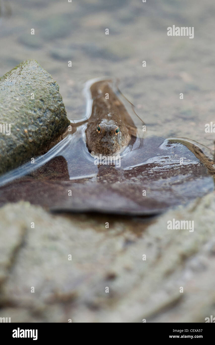 Common Mudskipper (Periophthalmus Modestus), portrait. Hong Kong ...