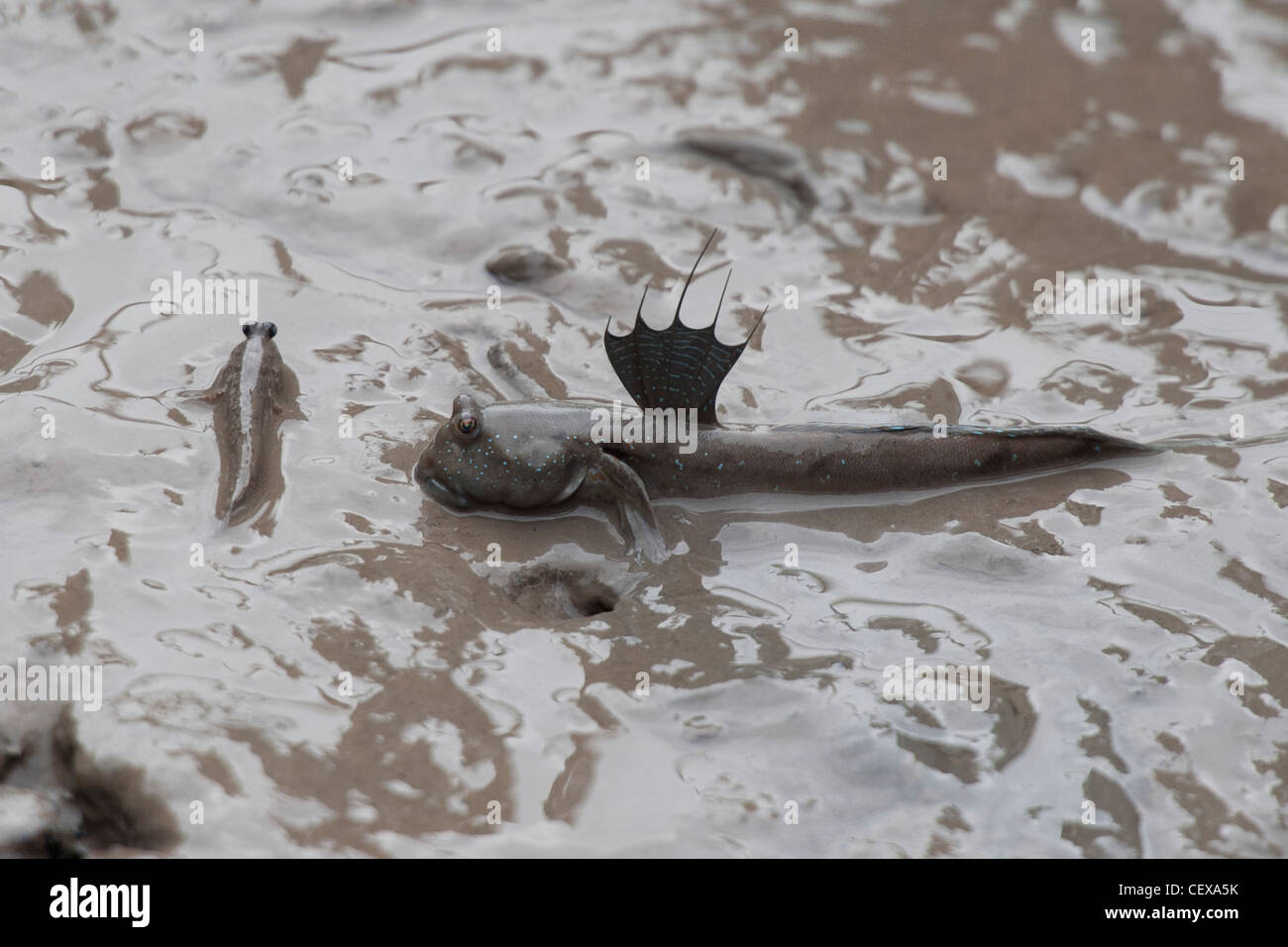 Fish mudskipper hi-res stock photography and images - Alamy