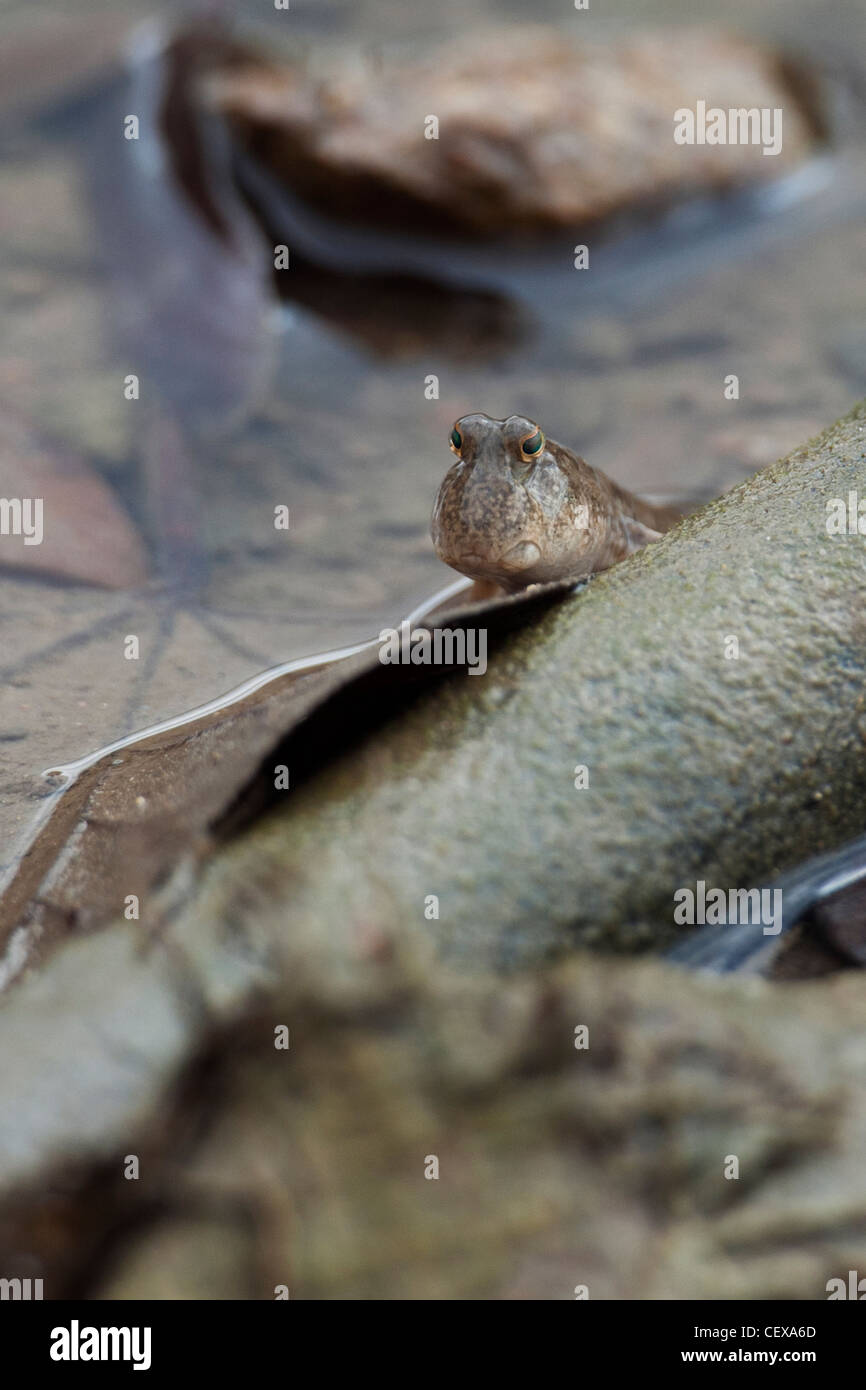 Common Mudskipper (Periophthalmus Modestus), portrait. Hong Kong ...