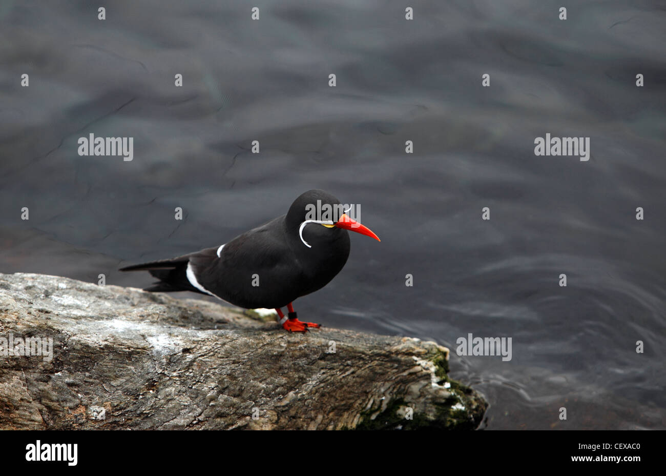 Family sternidae hi-res stock photography and images - Alamy