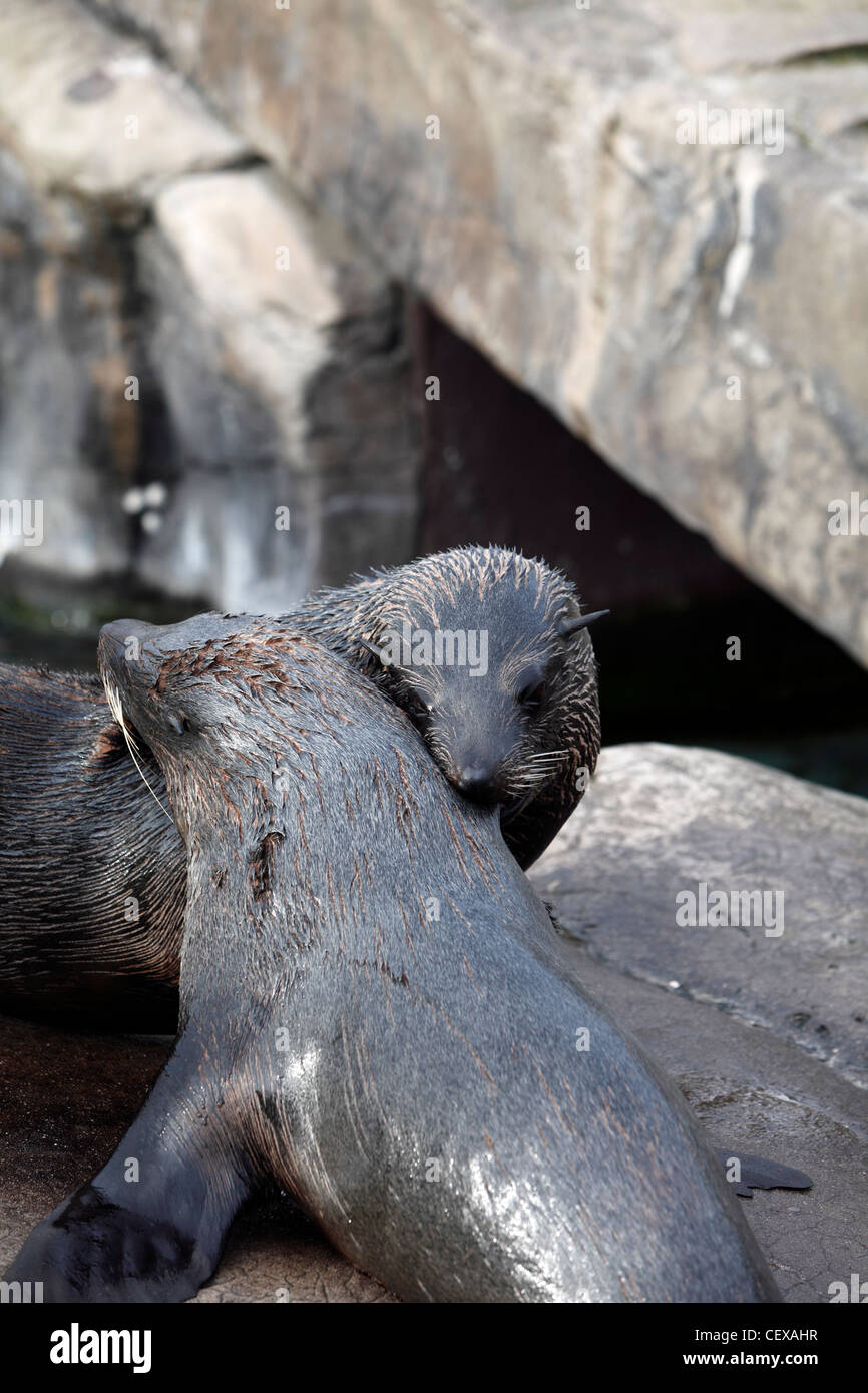 Two seals fighting Stock Photo - Alamy