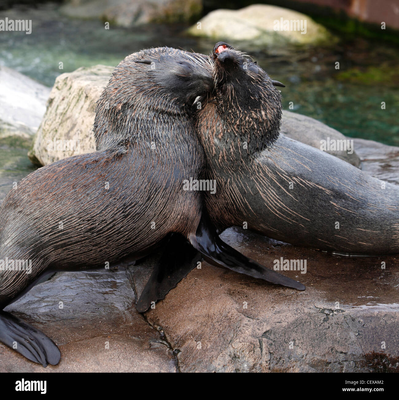 Two seals fighting Stock Photo - Alamy