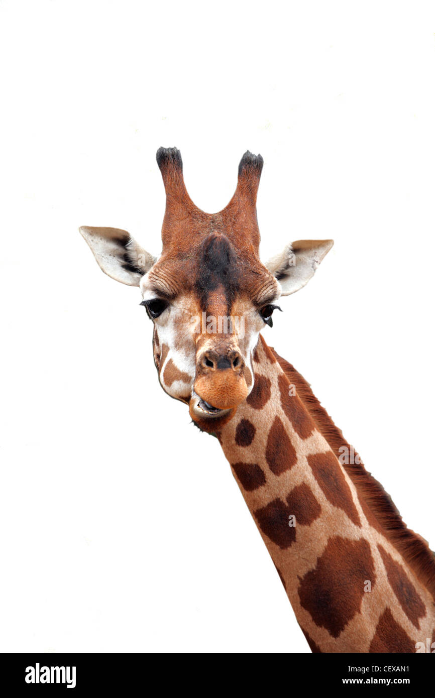 Close up of a Giraffes head showing it looking like it is talking Stock ...