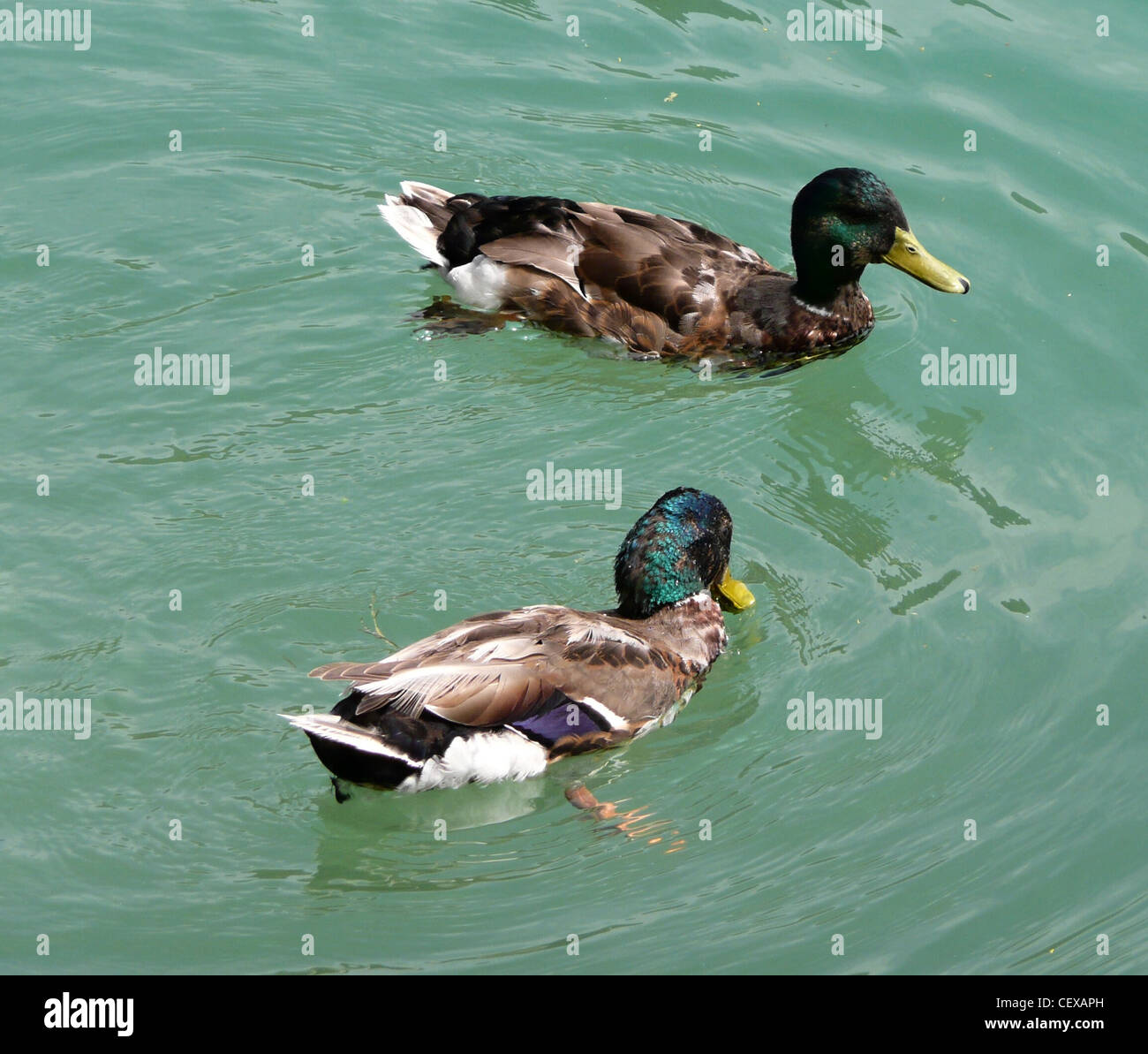Ducks in the water Stock Photo - Alamy