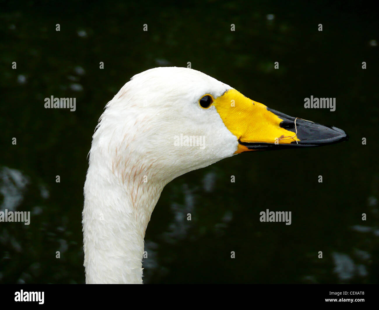 Black and white duck head hi-res stock photography and images - Alamy