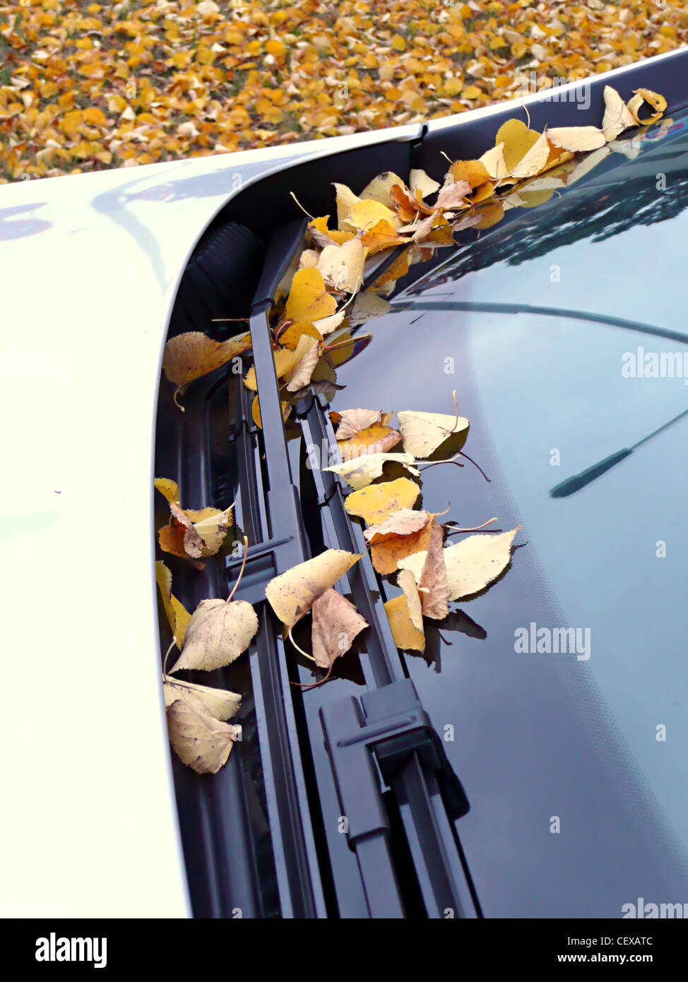 Car at autumn under the tree Stock Photo - Alamy
