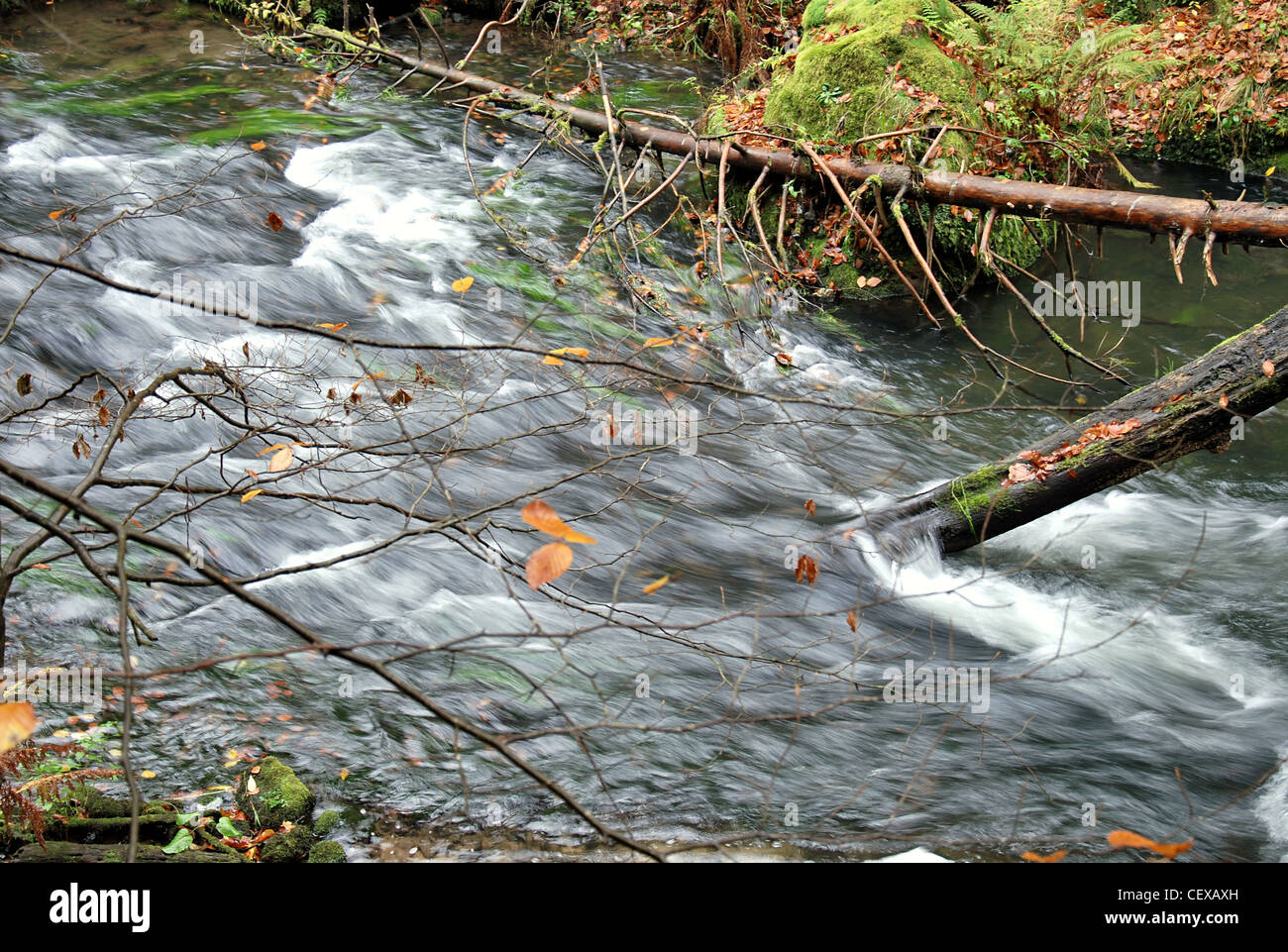 Dirty stream in the deep forest Stock Photo - Alamy