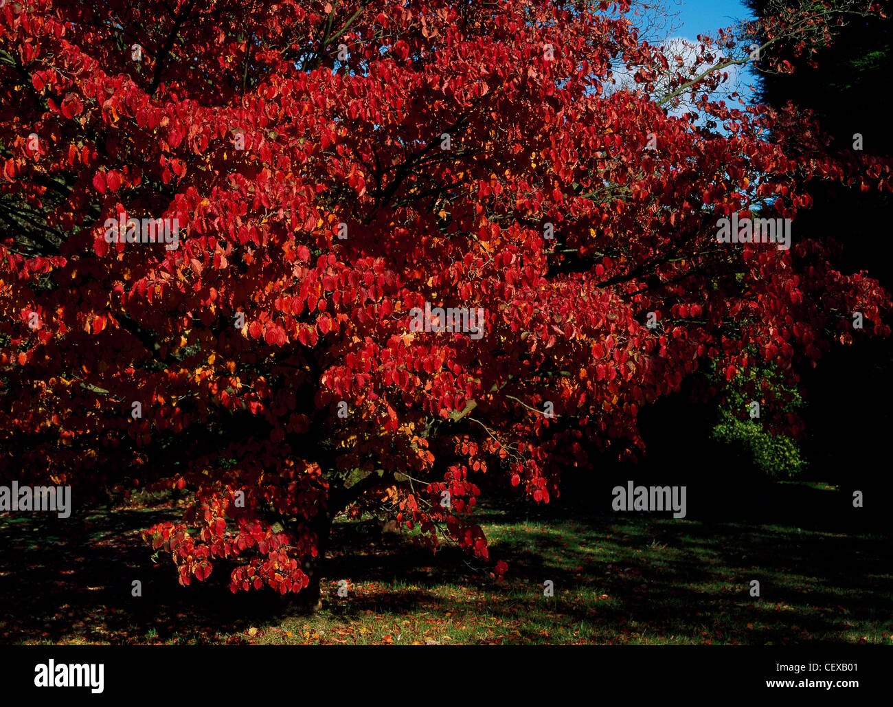 View of Autumnal colours in deciduous trees in woodland, Surrey, UK ...