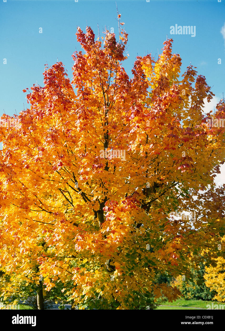 View of Autumnal colours in deciduous trees in woodland, Surrey, UK ...