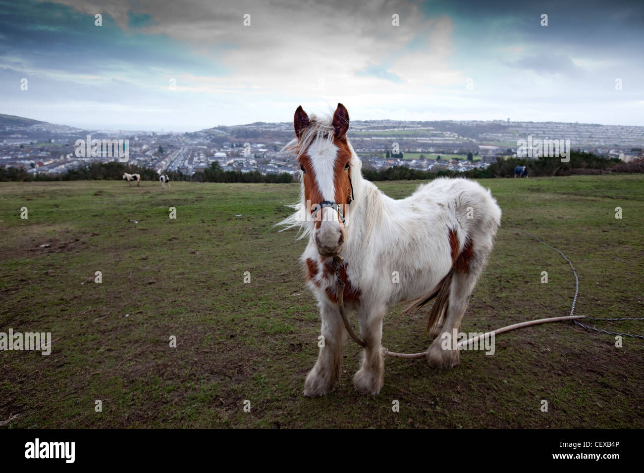 Penlan High Resolution Stock Photography and Images - Alamy