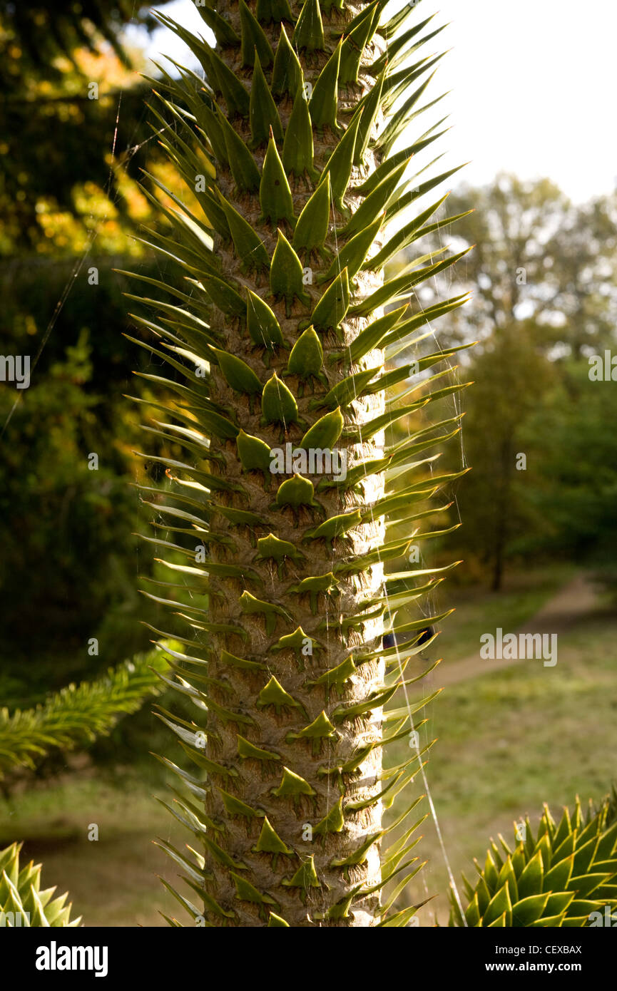 View of Araucaria araucana, the Monkey-Puzzle Tree showing the ...