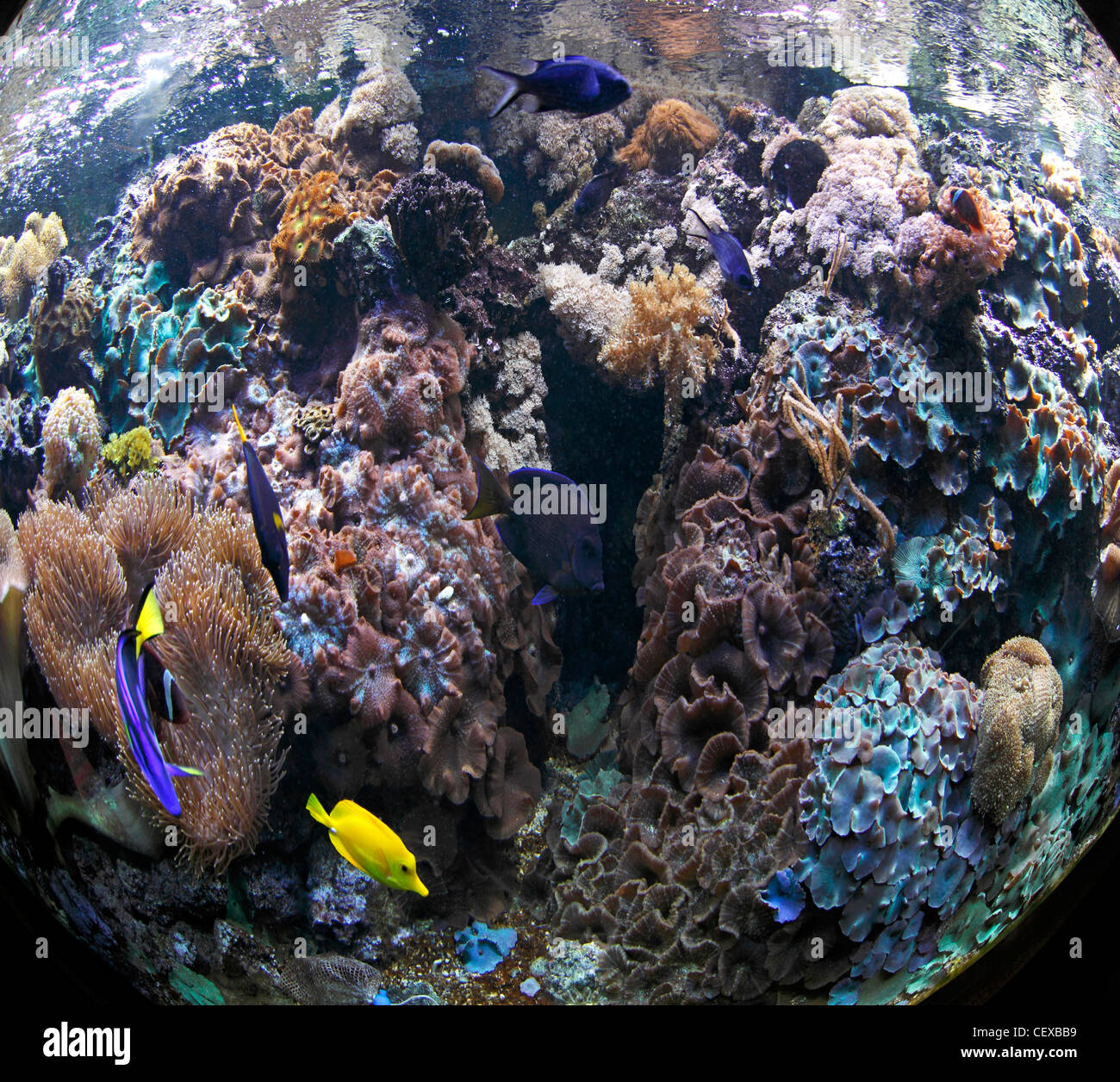 tropical fish on a reef Stock Photo - Alamy