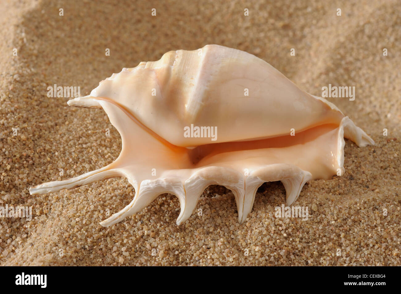 shell at sunny ocean beach Stock Photo - Alamy