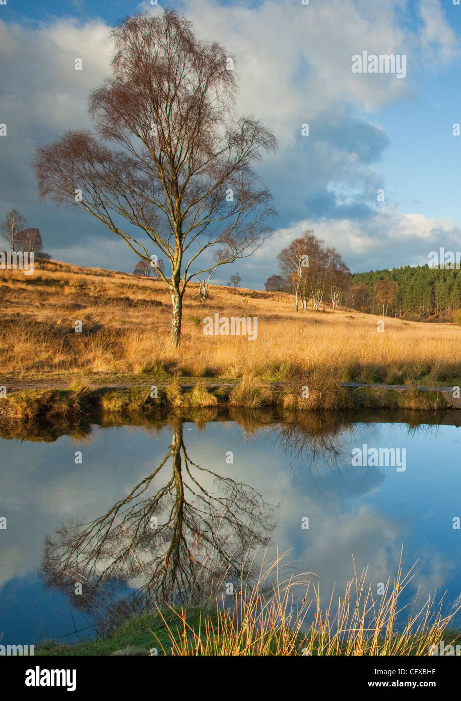 Pool in Sherbrook Valley late autumn Cannock Chase Country Park AONB ...