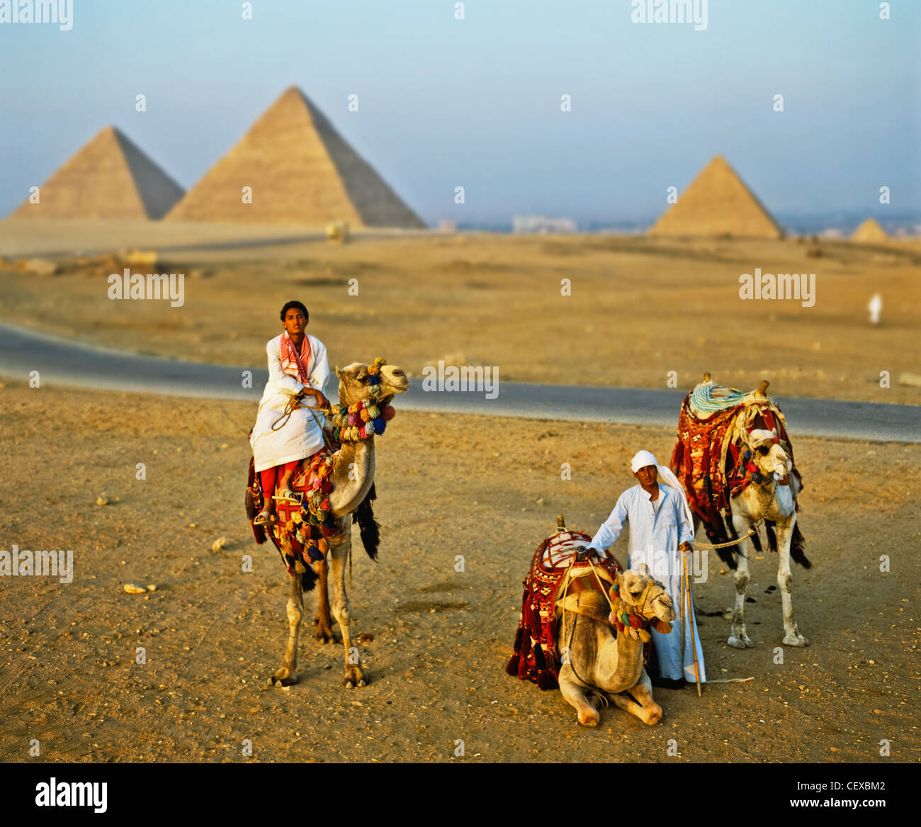 Locals with camels showing pyramids in background, Giza area, Cairo ...