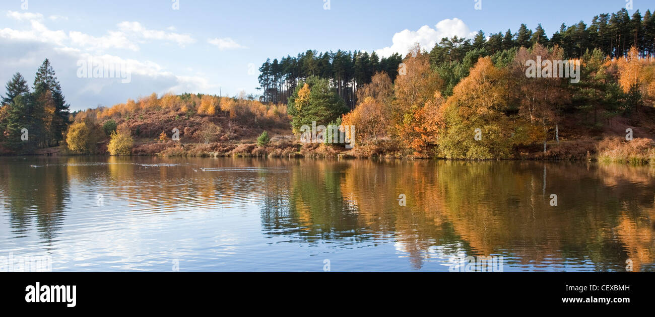 Forest above Fair Oak Valley pool in late autumn Cannock Chase AONB ...