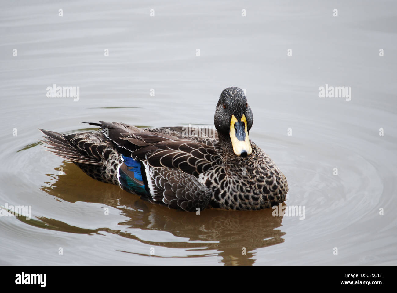 Yellow billed duck Stock Photo - Alamy