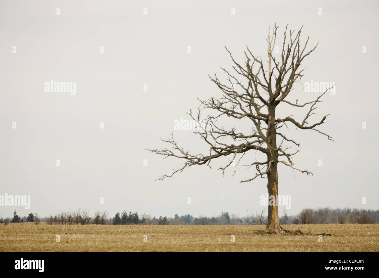 Fall colours manitoba hi-res stock photography and images - Alamy