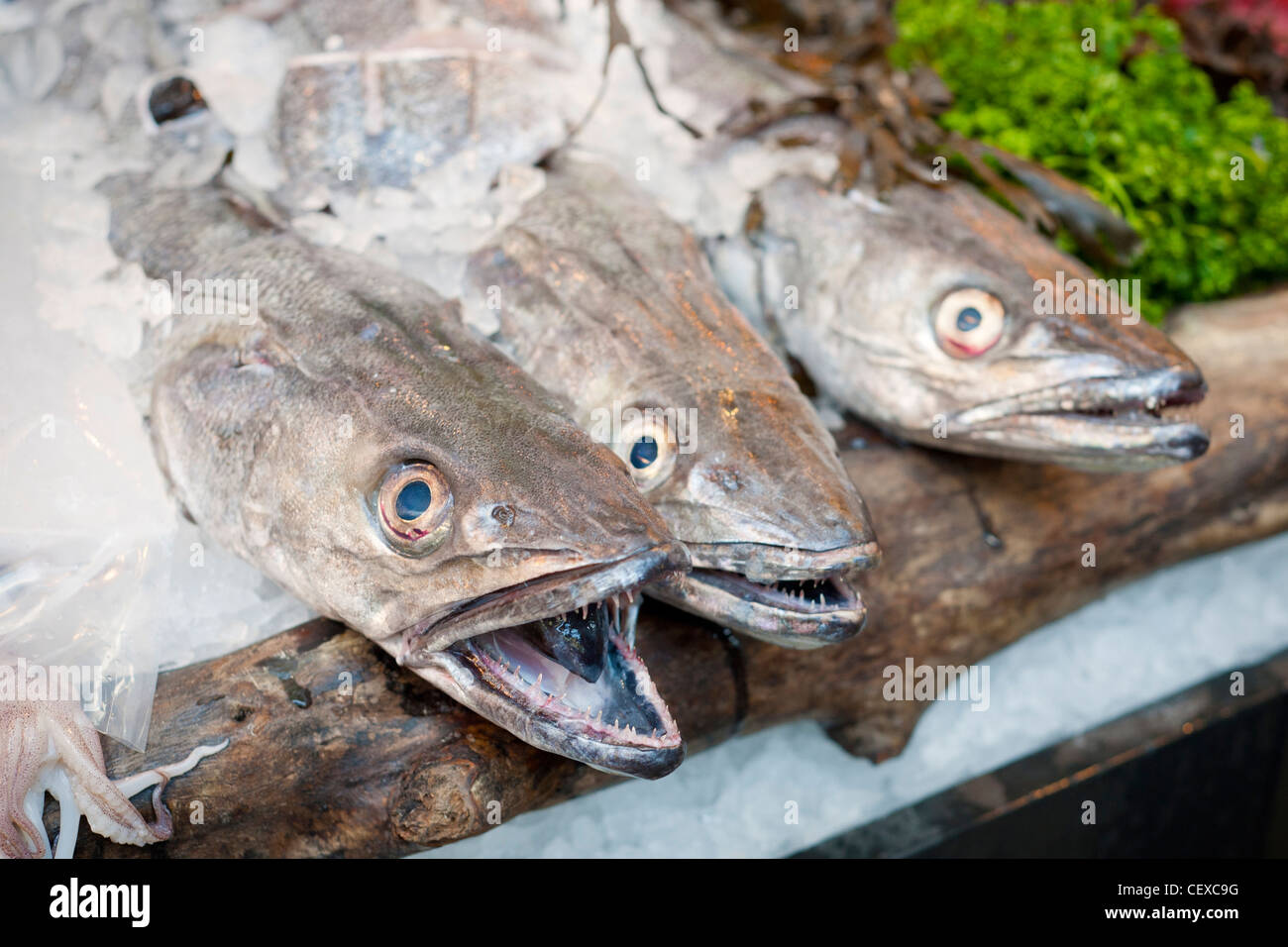 Hake fishing uk hi-res stock photography and images - Alamy
