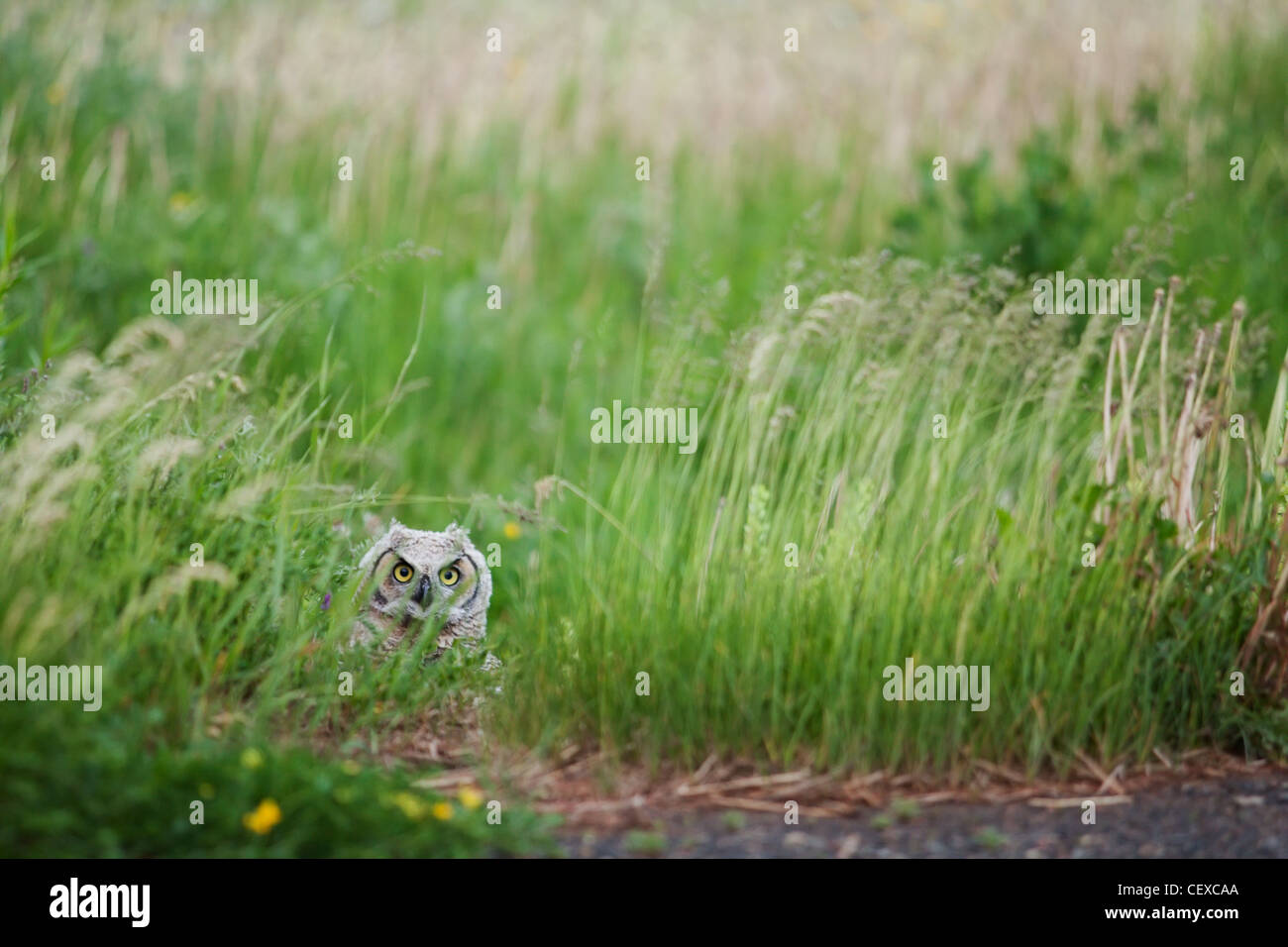 great horned owl (bubo virginianus) in the grass; thunder bay, ontario ...