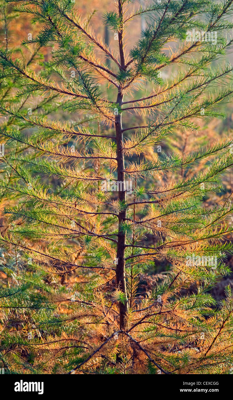 Larch sapling hi-res stock photography and images - Alamy