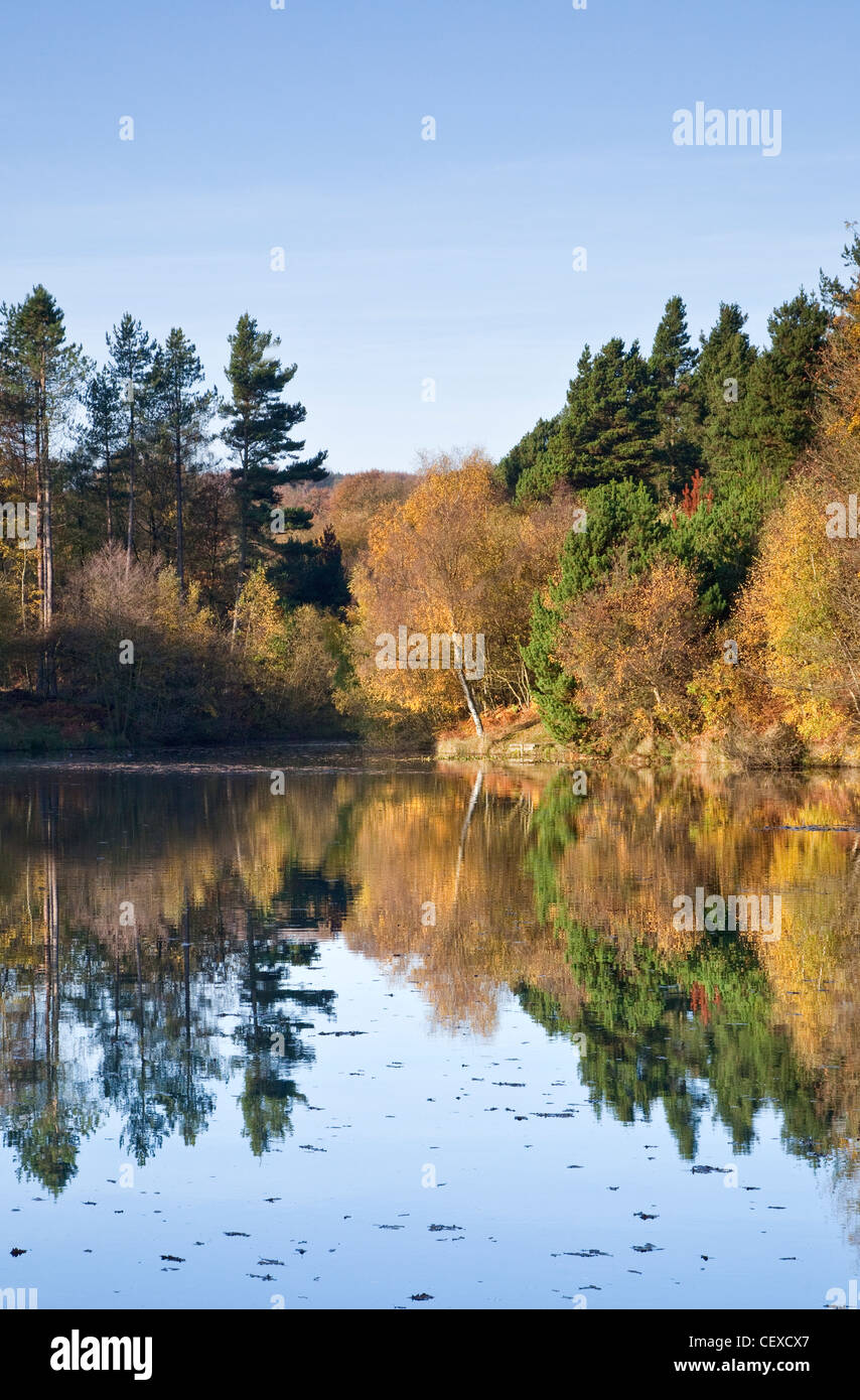 Horsepasture Pool trees around margins in glorious autumn colour on ...