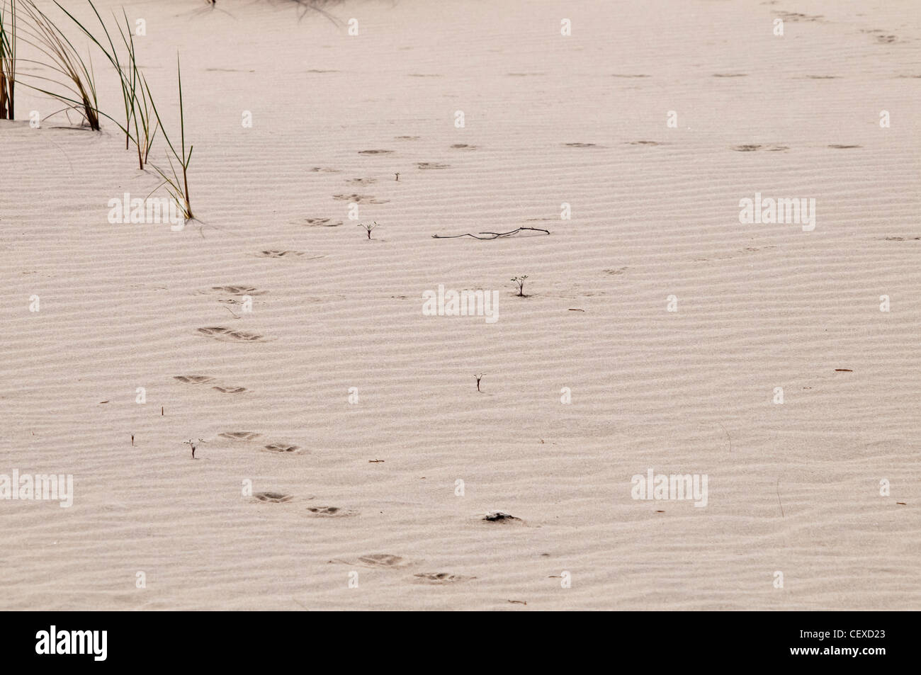 A animal trail in the sand at Sand Lake Recreation Area near Cape ...