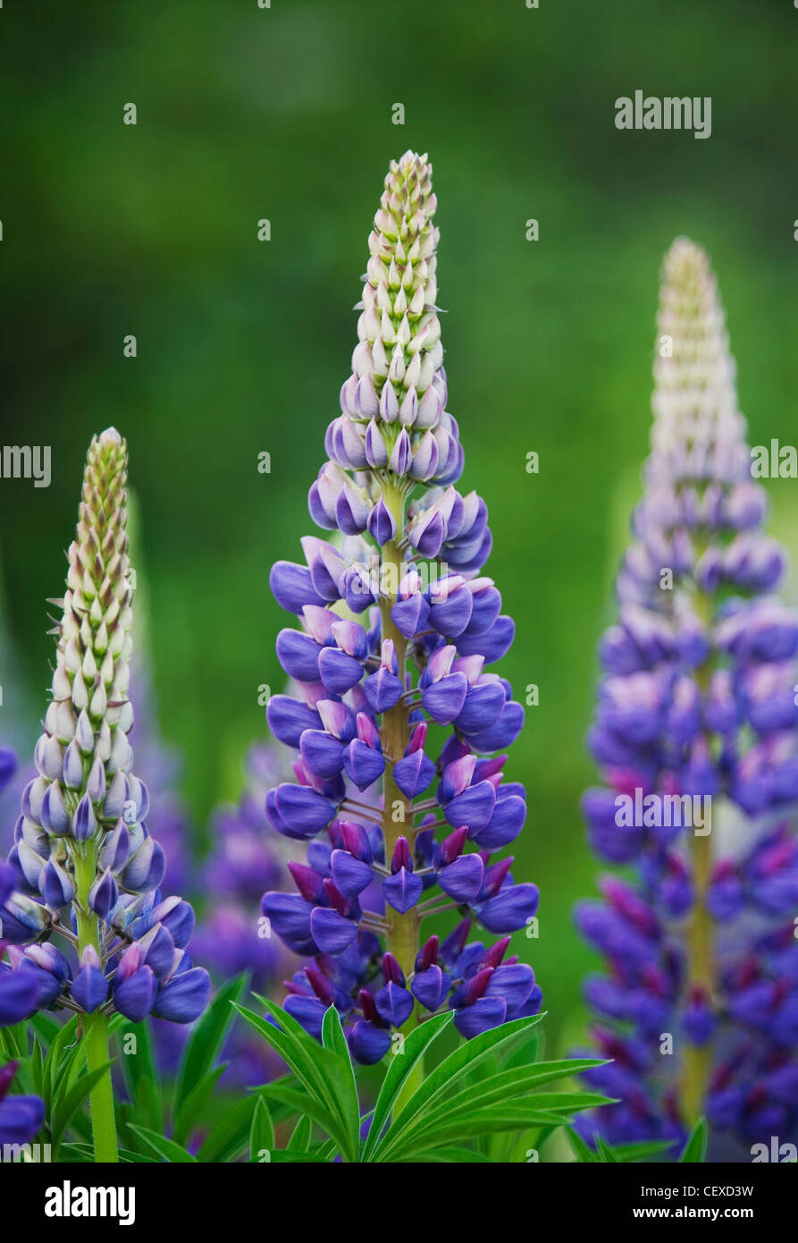 budding purple lupines; thunder bay, ontario, canada Stock Photo - Alamy
