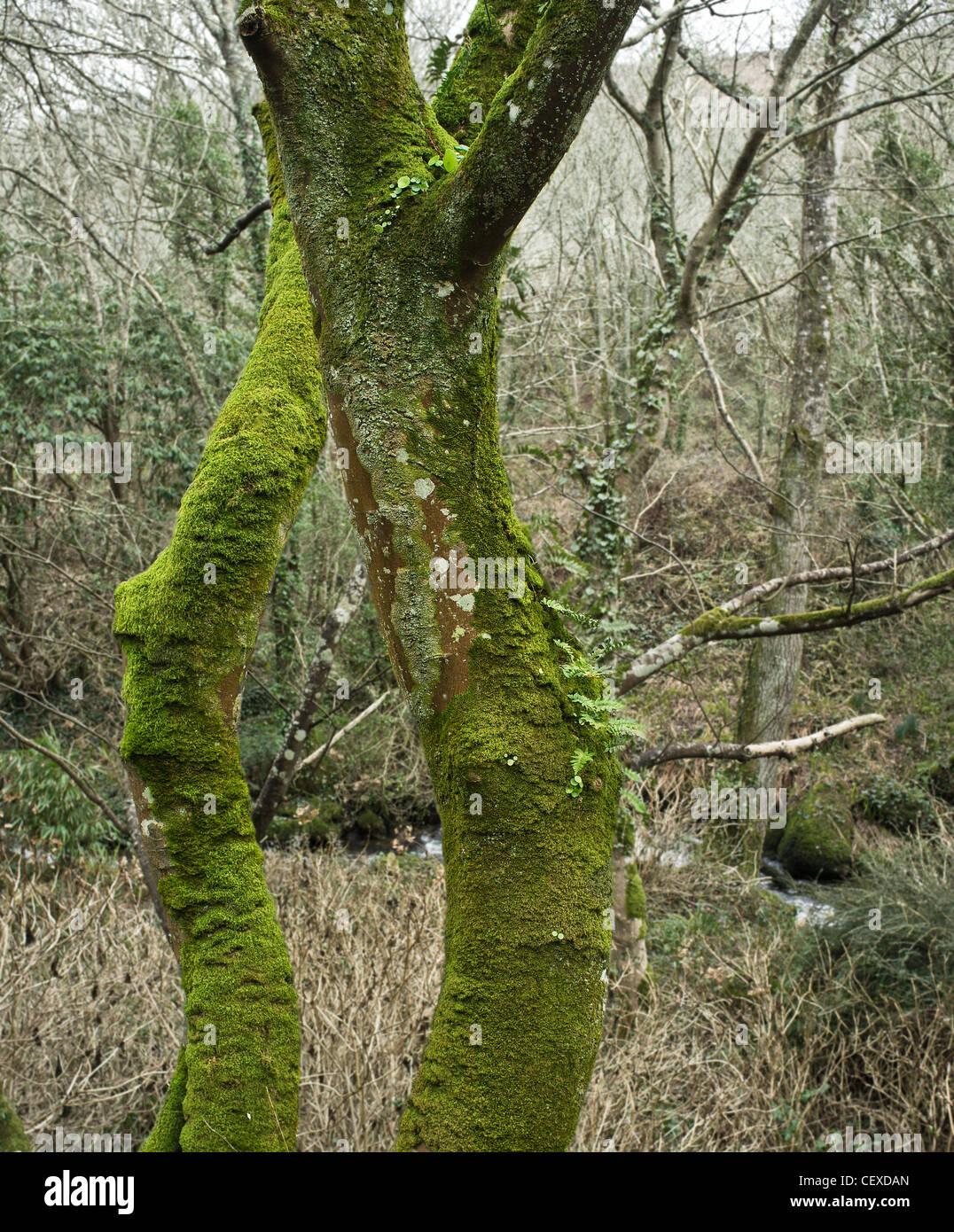 Moss covered tree trunks in an ancient woodland Stock Photo - Alamy