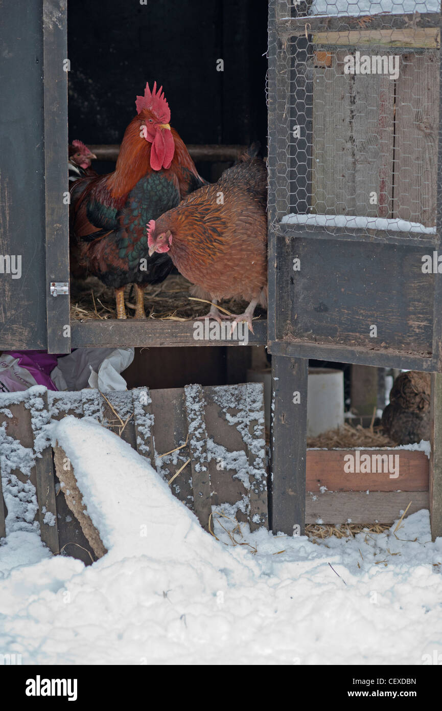chickens in the snow Stock Photo - Alamy