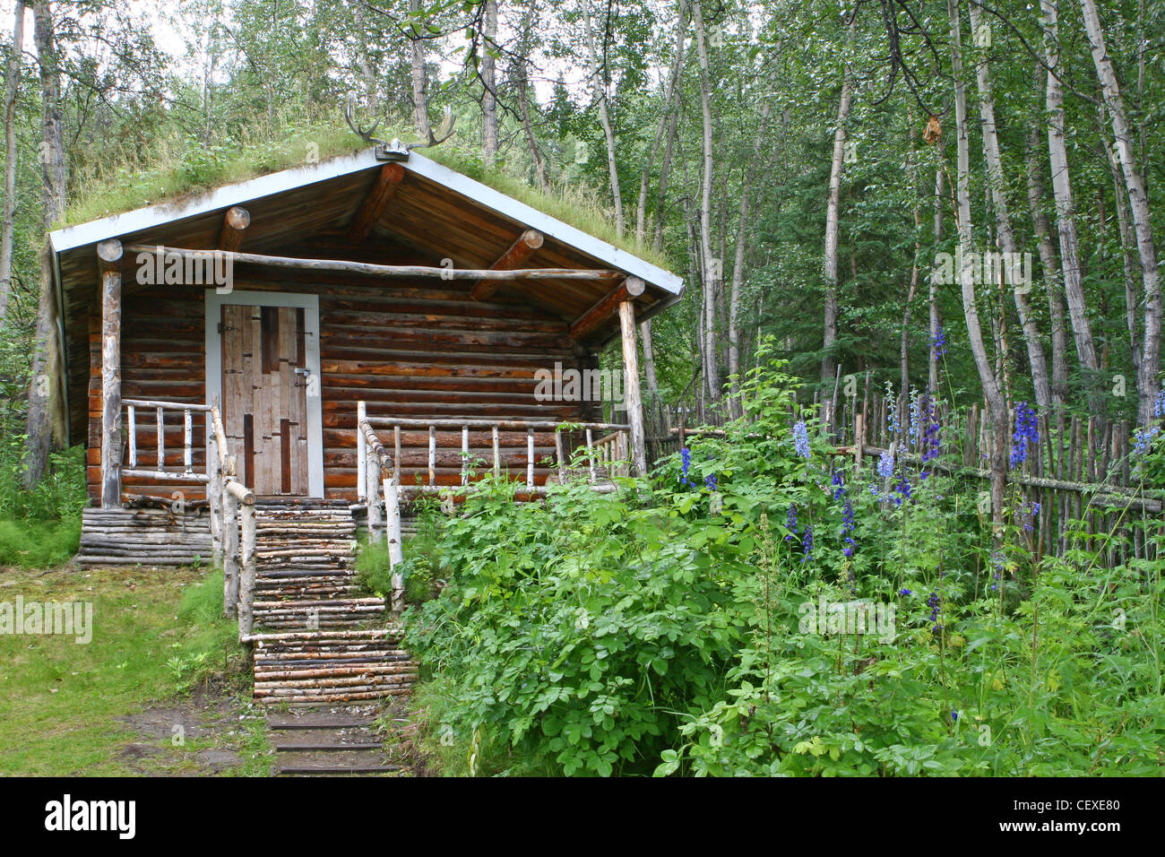 Historic Robert Service Cabin nestled in the forest in Dawson City ...