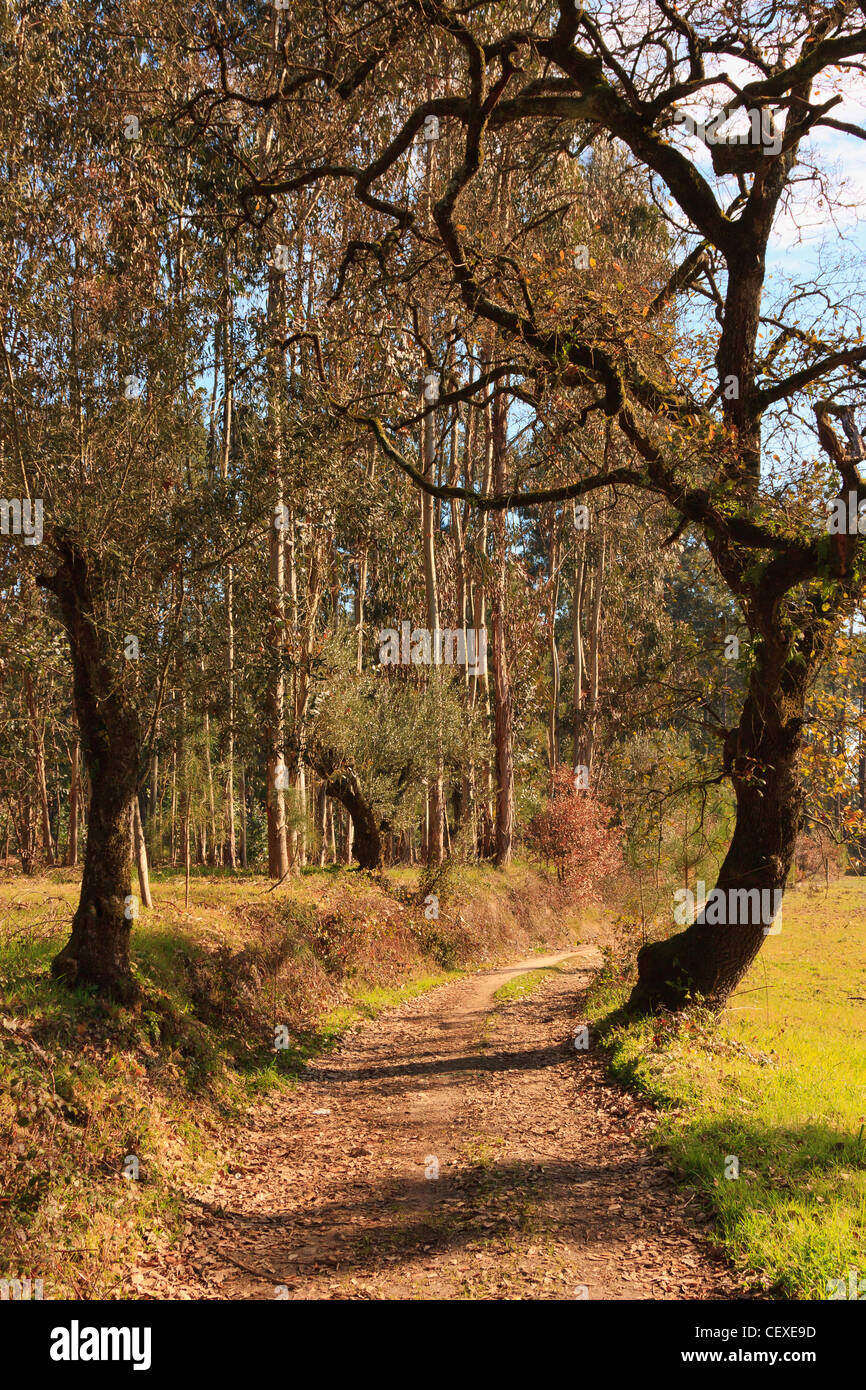 Forest scene with dirt road path trough forest Stock Photo - Alamy