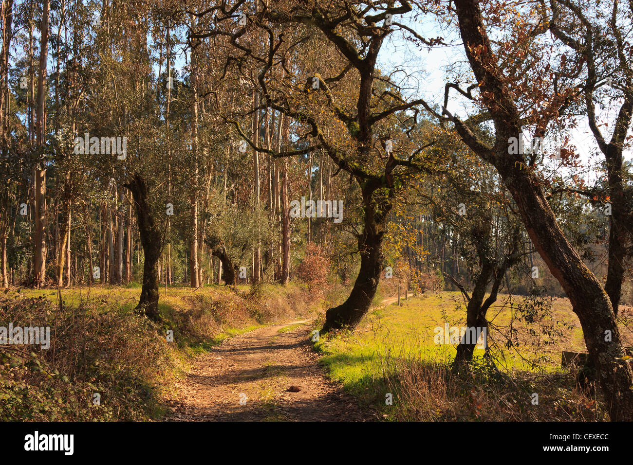 Forest scene with dirt road path trough forest Stock Photo - Alamy