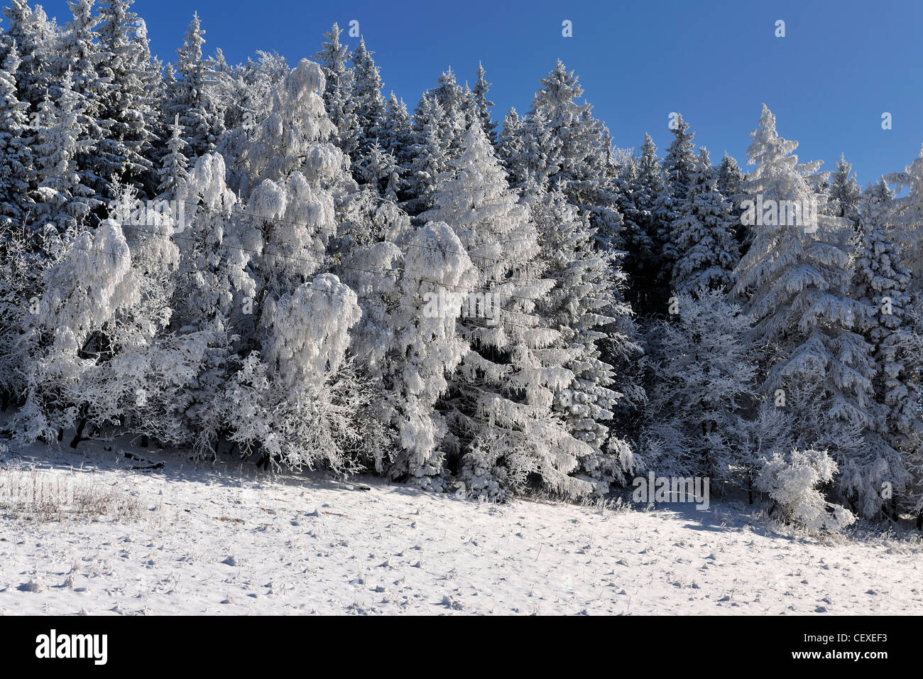 winter scene, dolnoslaskie, forest, poland, europe,mystery, natural ...
