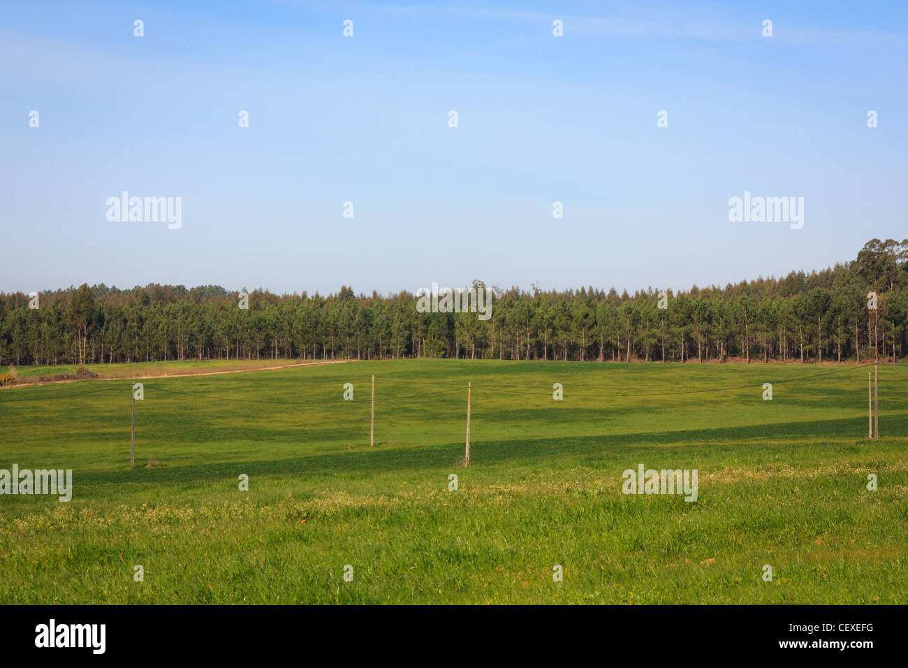 Lowlands forest hi-res stock photography and images - Alamy