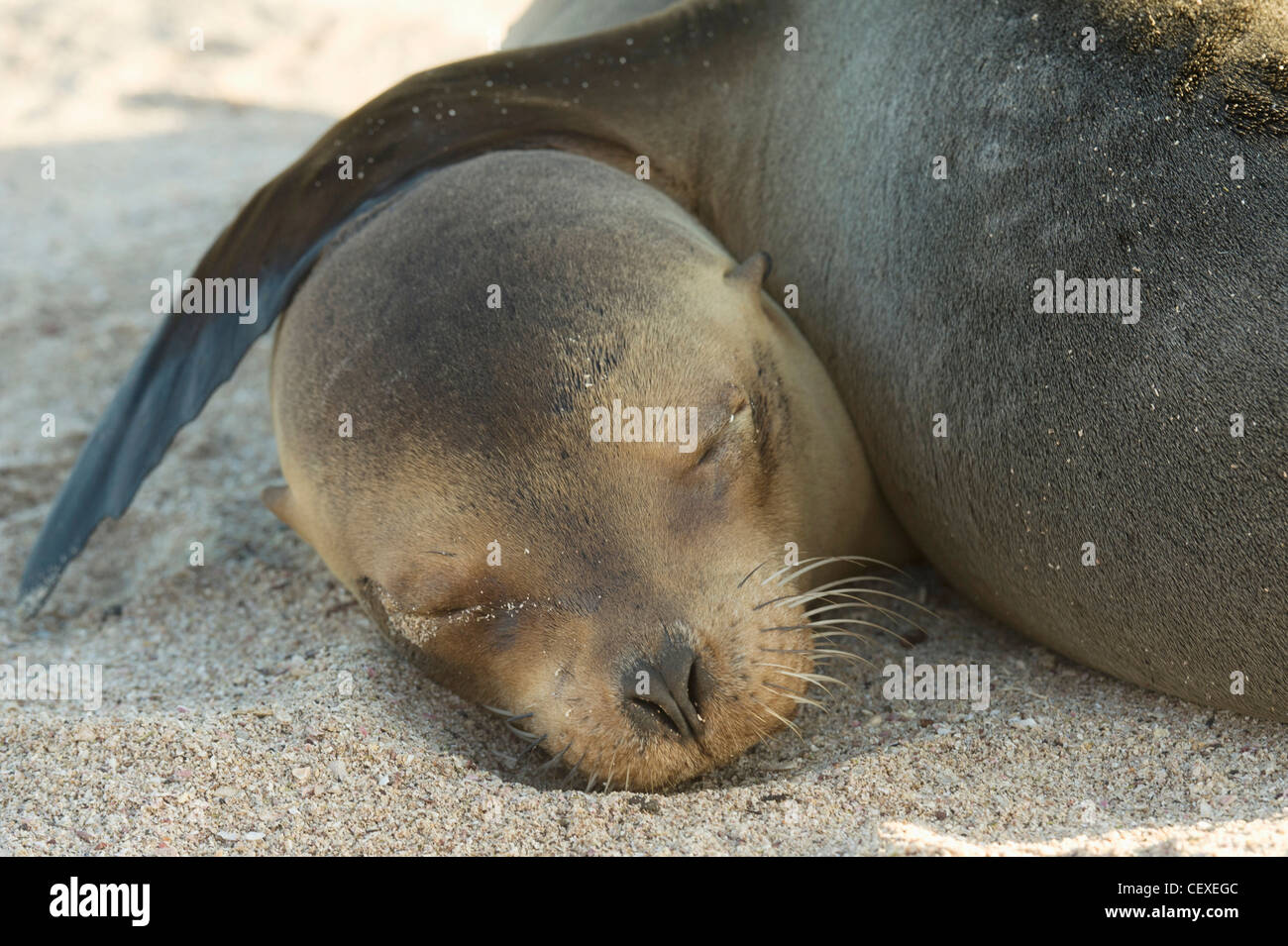 a galapagos fur seal (arctocephalus galapagoensis) sleeping on the sand ...