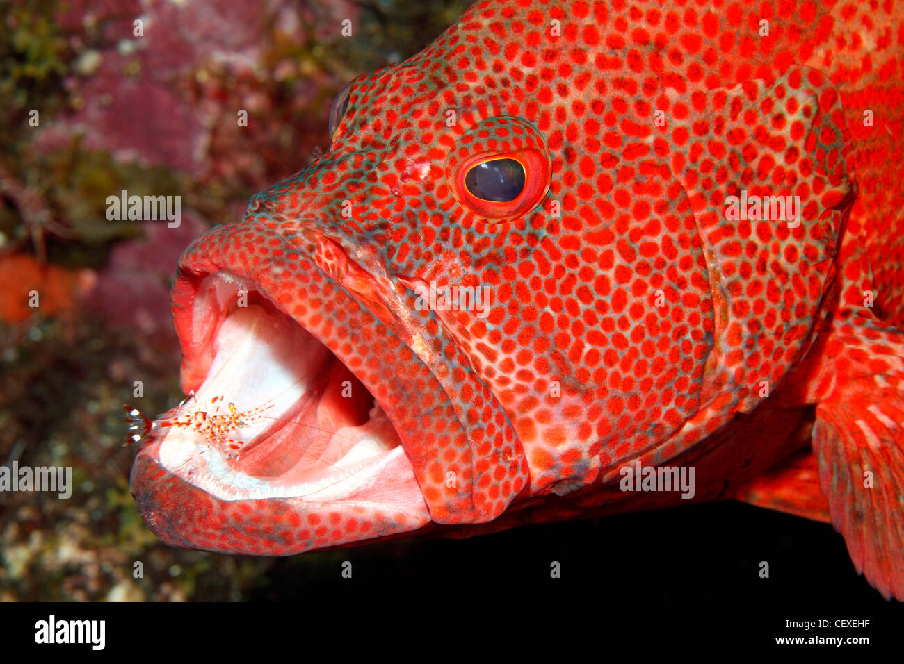 Grouper fish teeth hi-res stock photography and images - Alamy
