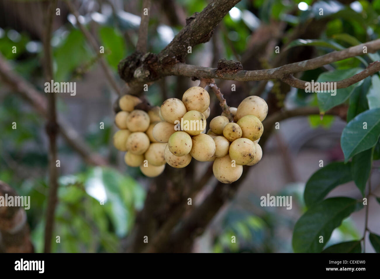 ripe Lanzones fruit,Camiguin Island,Philippines Stock Photo - Alamy