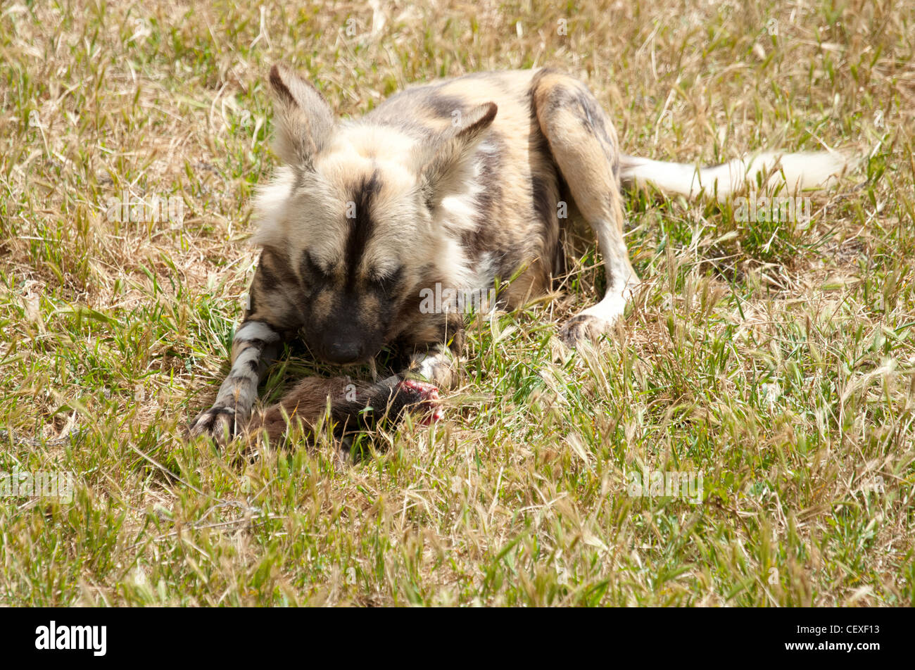 photo of a cape hunting dog eating meat Stock Photo - Alamy